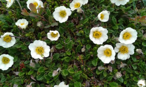 アイスランドの国花は白く可憐なHoltasóley（ホルタソーレイ） | IcelandGuide.net